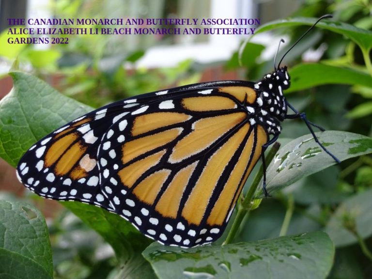 Monarchs Naturally born! We made history in 2022! – The Canadian ...